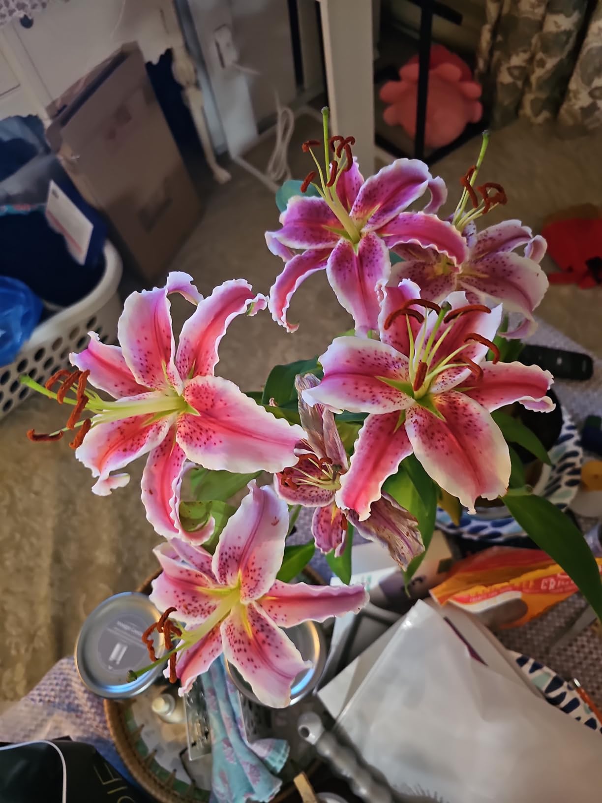 Amazon.com: Oriental Lily Sourced for Good : Grocery & Gourmet Food