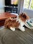 Amazon.com: Douglas Whispy Sheltie Dog Shetland Sheepdog Plush Stuffed ...