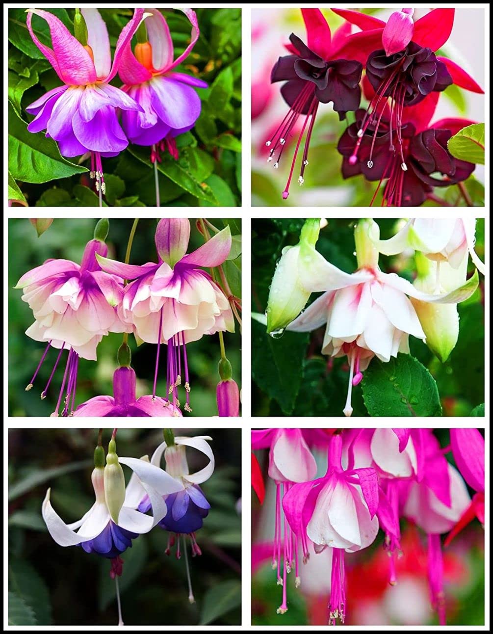 Amazon.com : 100 Pcs Fuchsia Flower Seeds Perennial Home Plant Bonsai ...