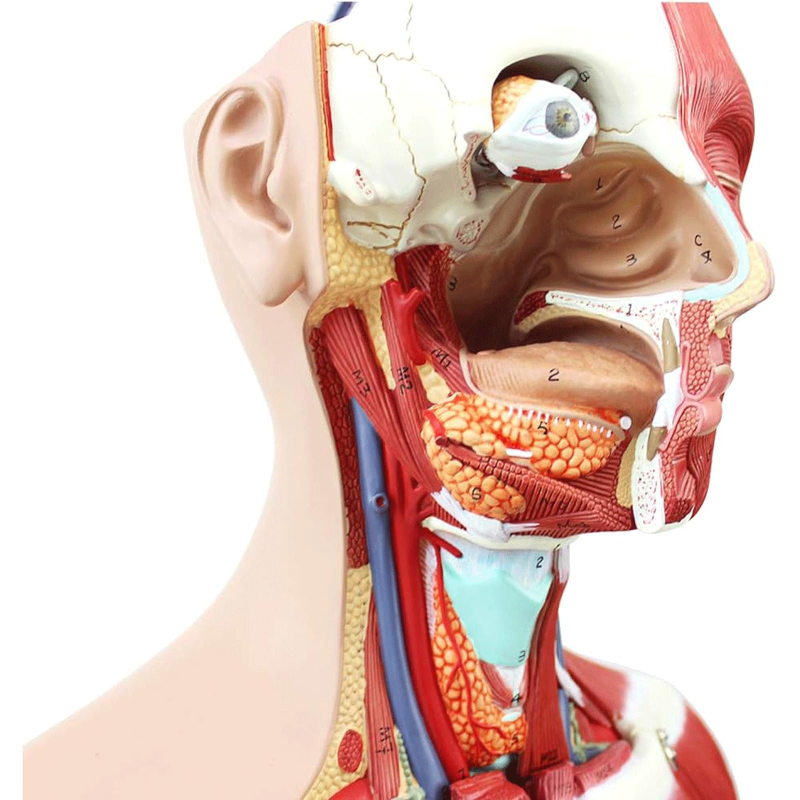 Upper Torso Anatomy FROON 33 Inches High Human Upper Torso Model Guts