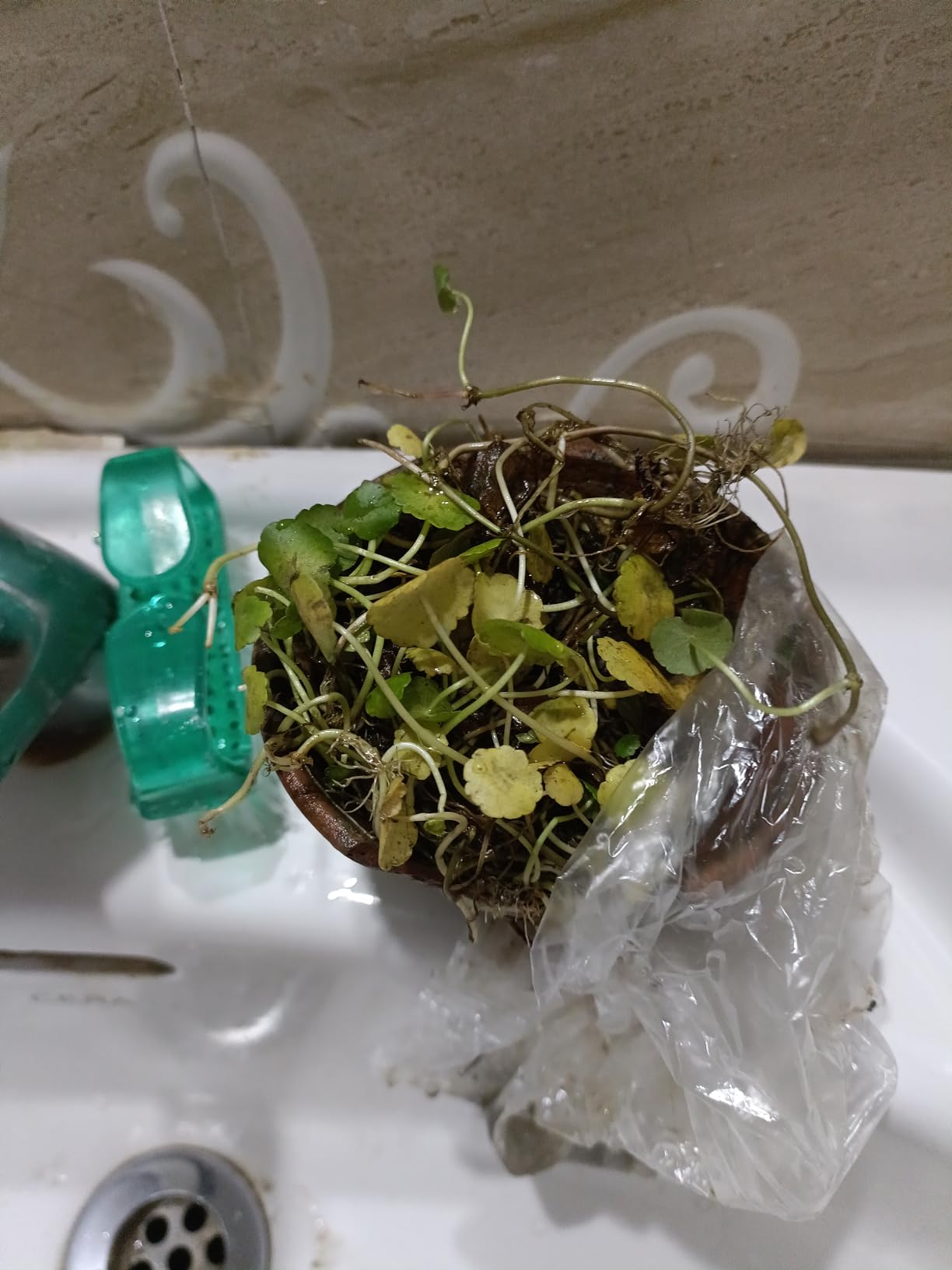 Oxygreenplant Coin plant,Chinese Money Plant,Pancake plant,Lefse plant ...