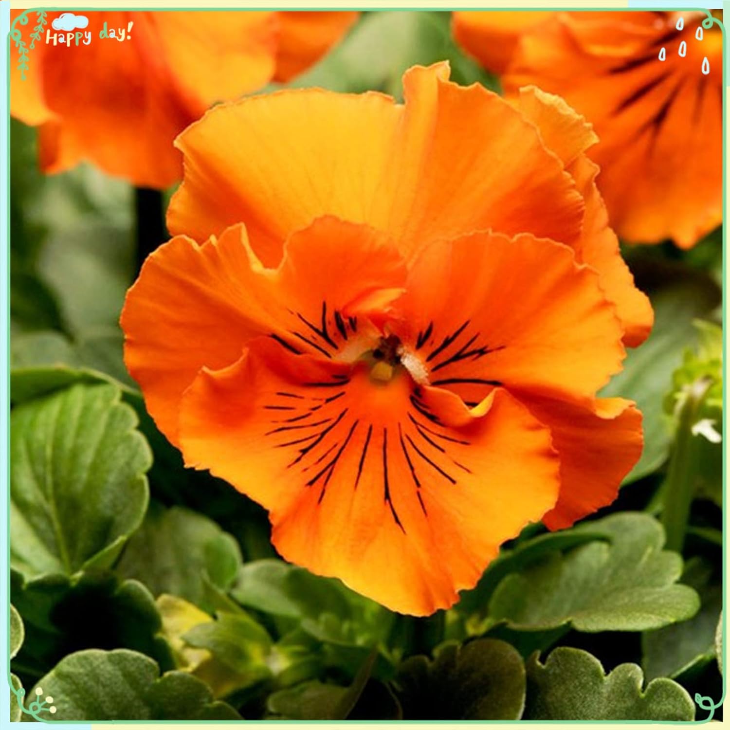 Amazon.com: Rare Flower Plant Seeds 50+ Pansy Seeds - Frizzle Sizzle Orange