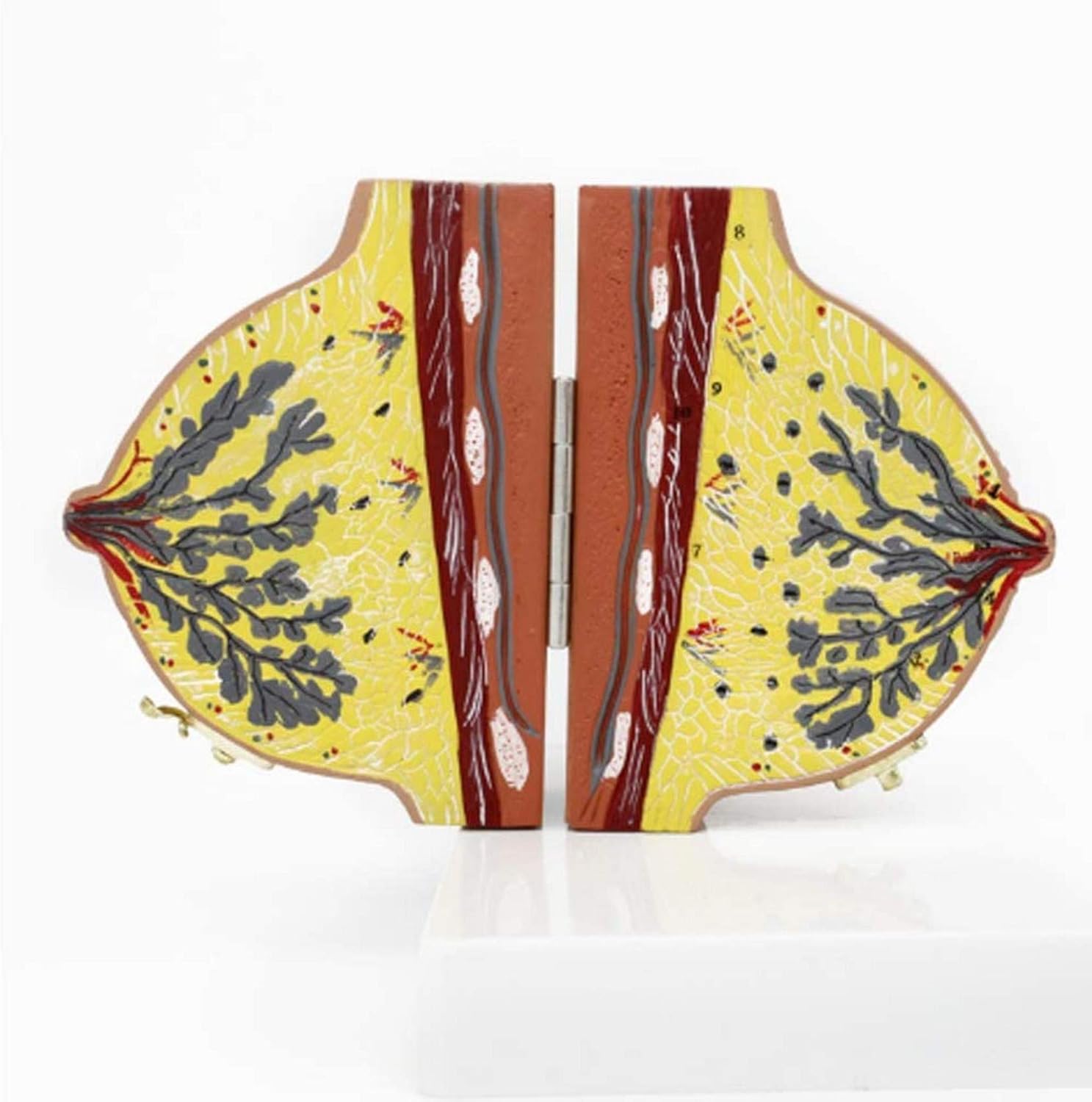 Modelo de Pecho de anatomía - Modelo de Estructura de Pecho de Pecho ...