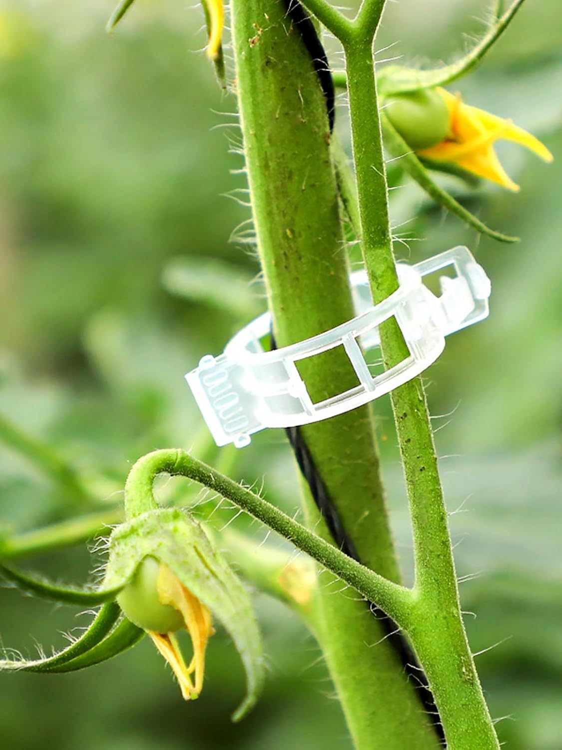 Amazon.com : BiirBlue 200 Pcs Tomato clips Plant Support Clips, White ...