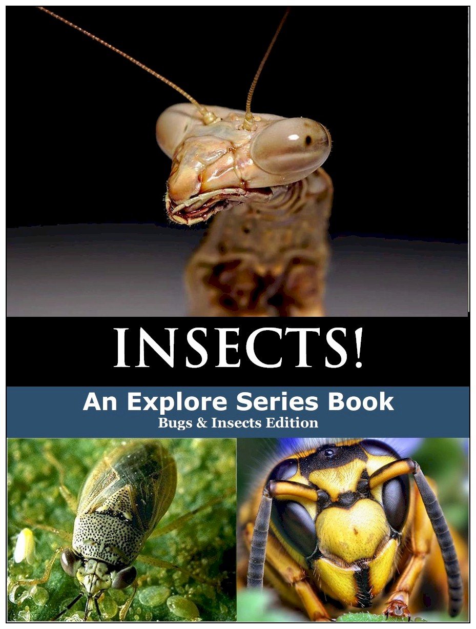 Insects! Vampire and Cannibal Bugs (Explore Series Books for Kids ...
