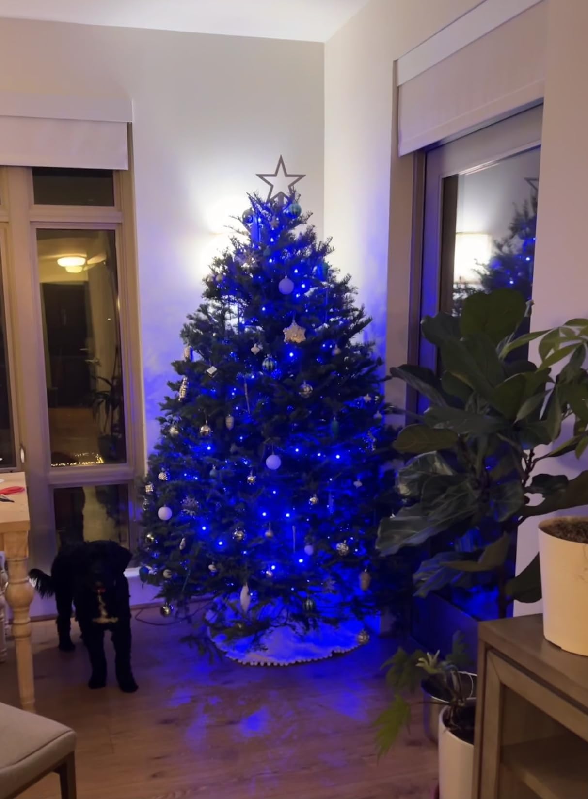 Amazon.com: Real Christmas Tree 7 Foot Balsam Fir : Home & Kitchen