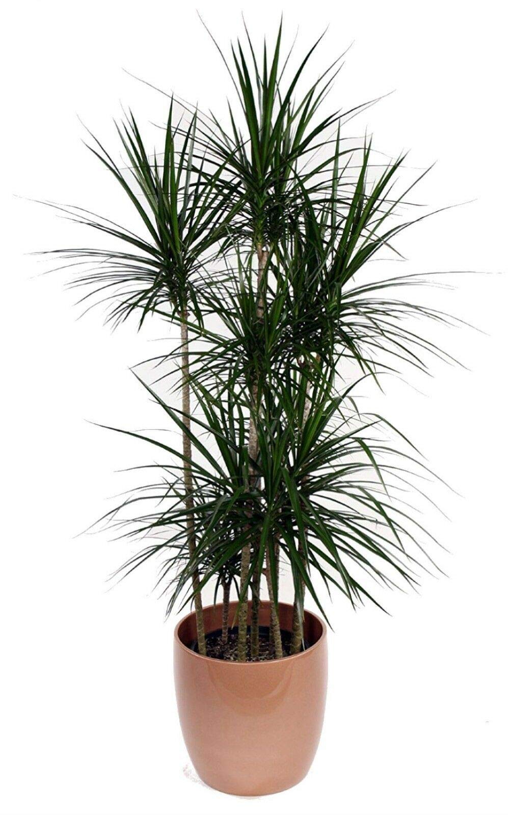 Buy Madacar Dragon Live Tree Dracaena Marginata 4" Pot Easy Grow House ...