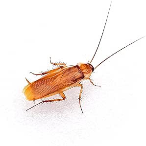Amazon.com : Creation Cultivated (250+) Red Runner Roaches 3/4 ...