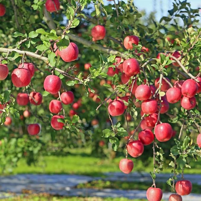Apfelbaum Bio Saatgut Apfel Samen Obstbaum Frisches Obst Stauden ...