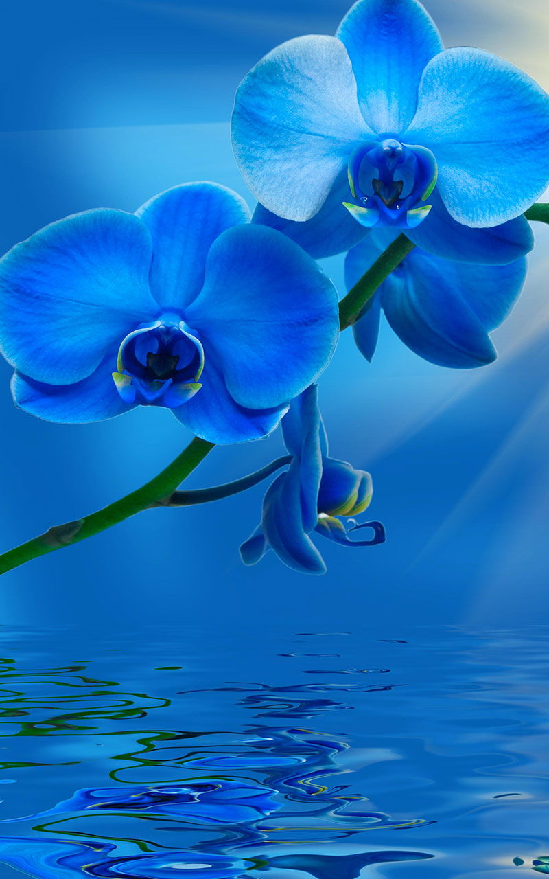 Blue Live Wallpaper - App on Amazon Appstore