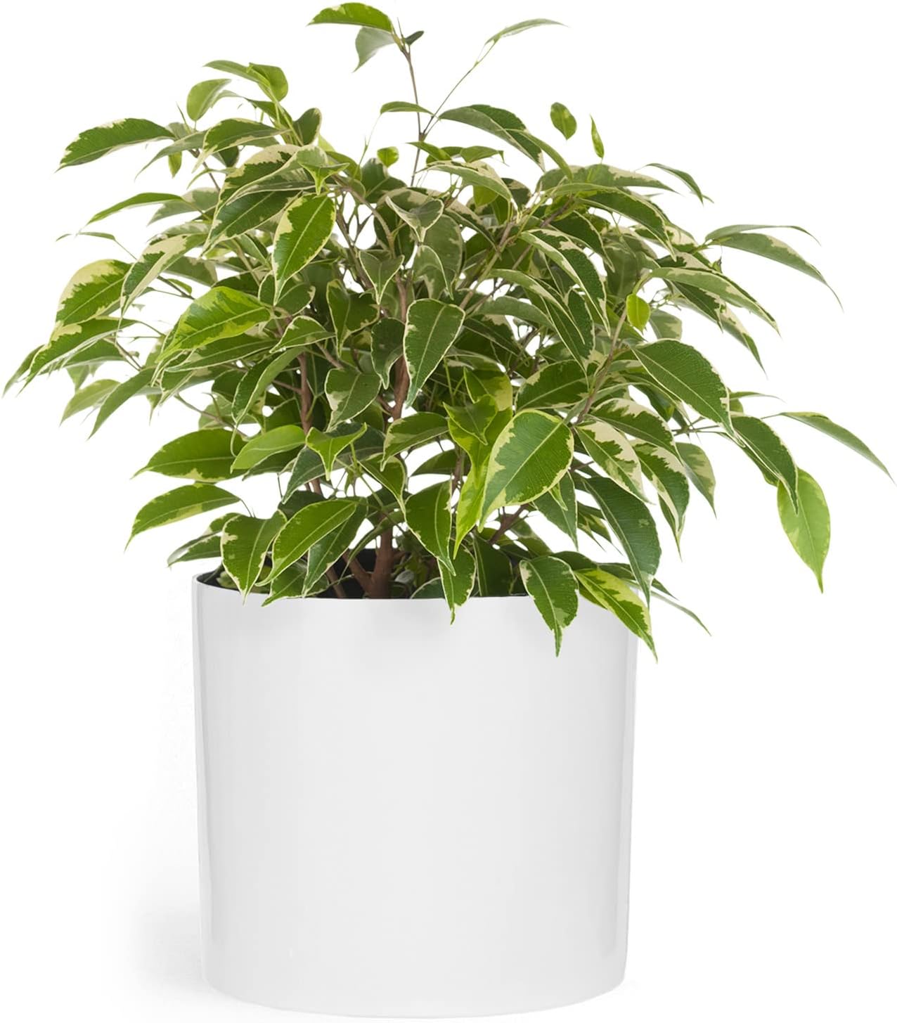Fox & Fern Plant Pot, Large Plant Pots for Indoor & Outdoor, UV & Frost ...