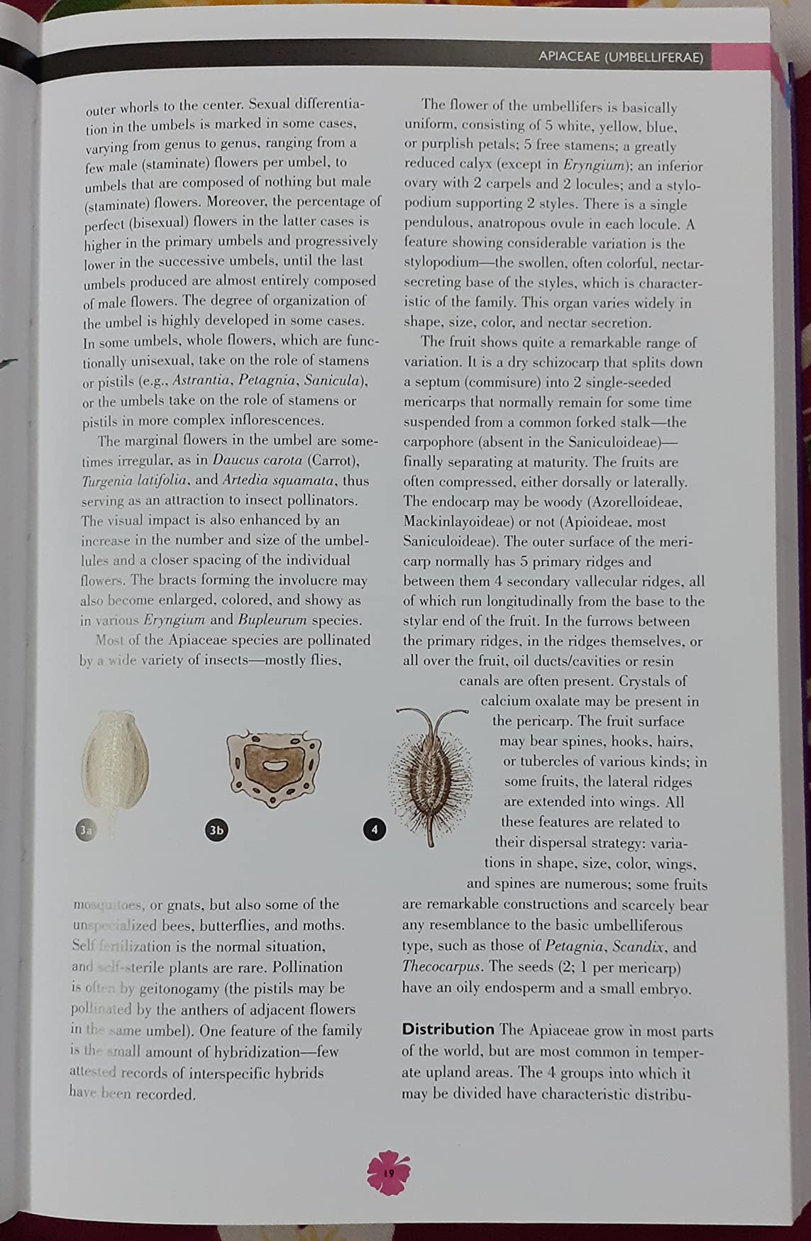 Buy Flowering Plants: A Pictorial Guide to the World's Flora Book ...