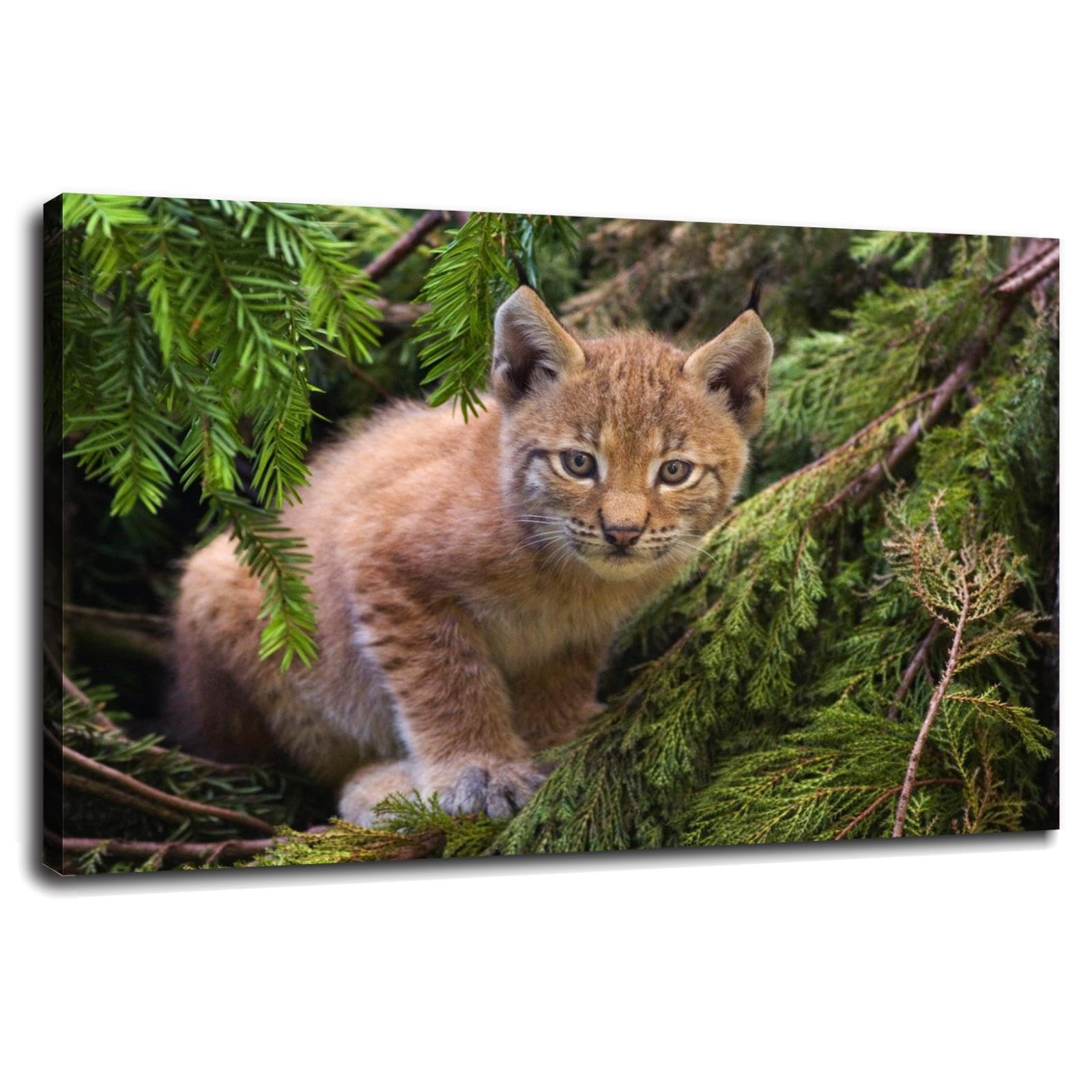 African Lynx Kittens
