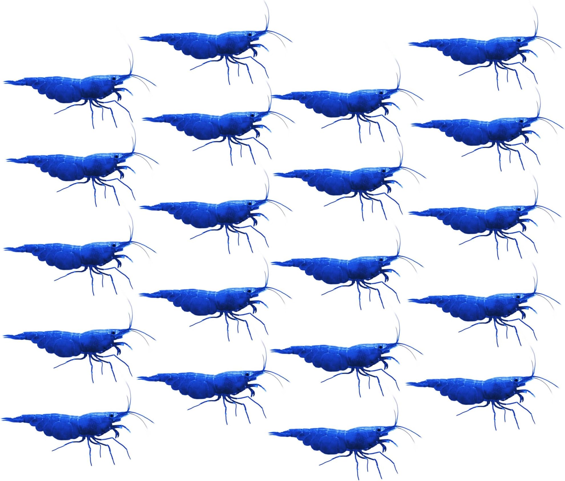 Amazon.com : 10 Pack Live Shrimp Freshwater Aquarium – Mixed 4 Colors ...