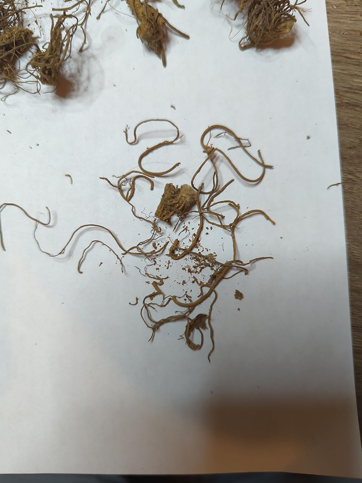 $2/mo - Finance Miniature Root Vine Vegetation Train Root Model Scene ...