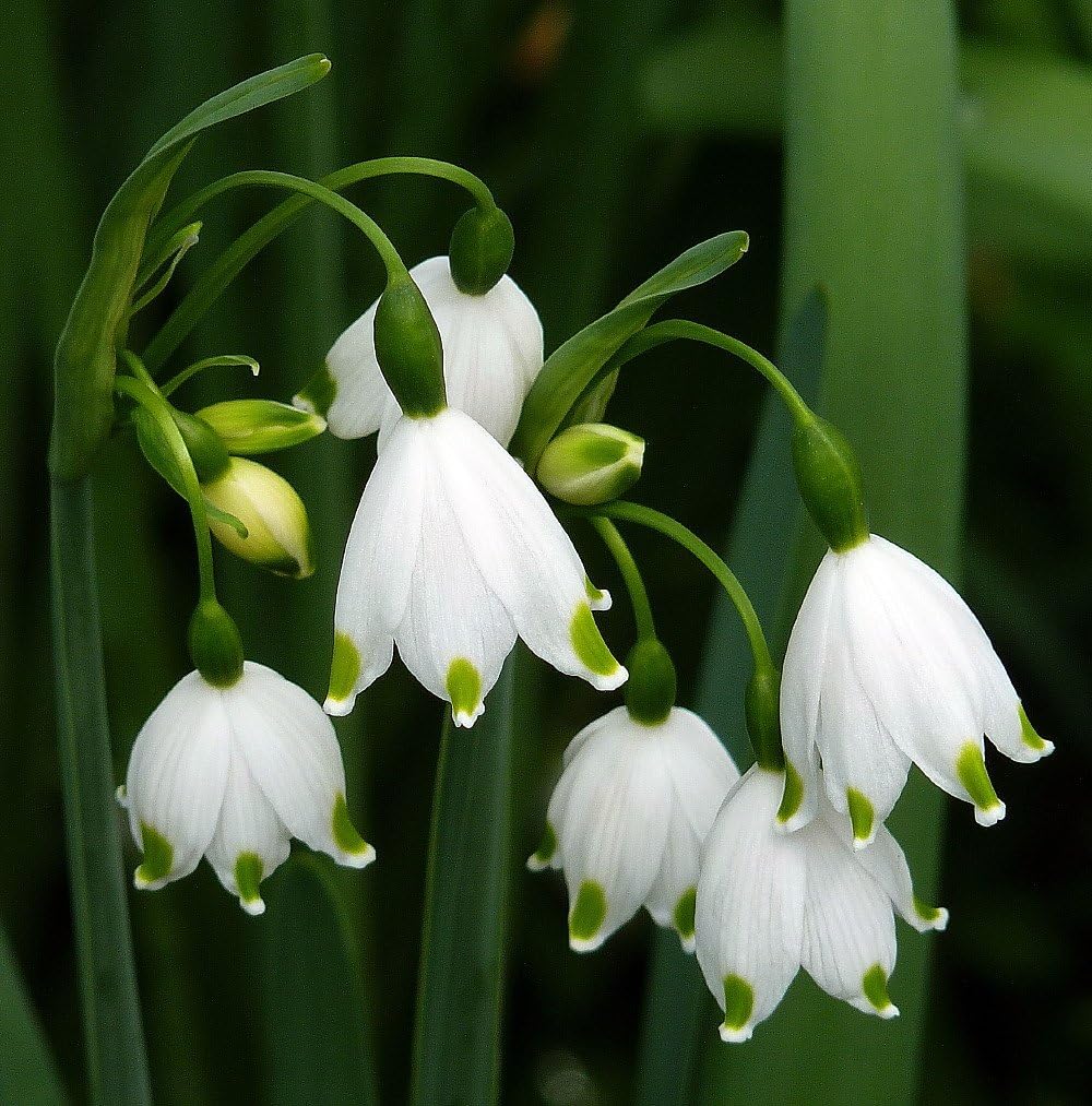 Amazon.com : (2) Spectacular Single Snowdrops/Snowflakes Galanthus ...