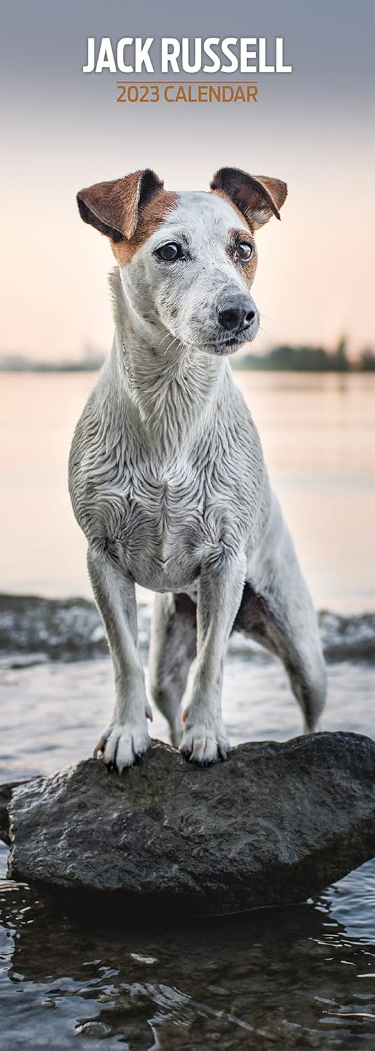 Magnet & Steel Russell Kalender 2023, schmal, mehrfarbig : Amazon.de ...