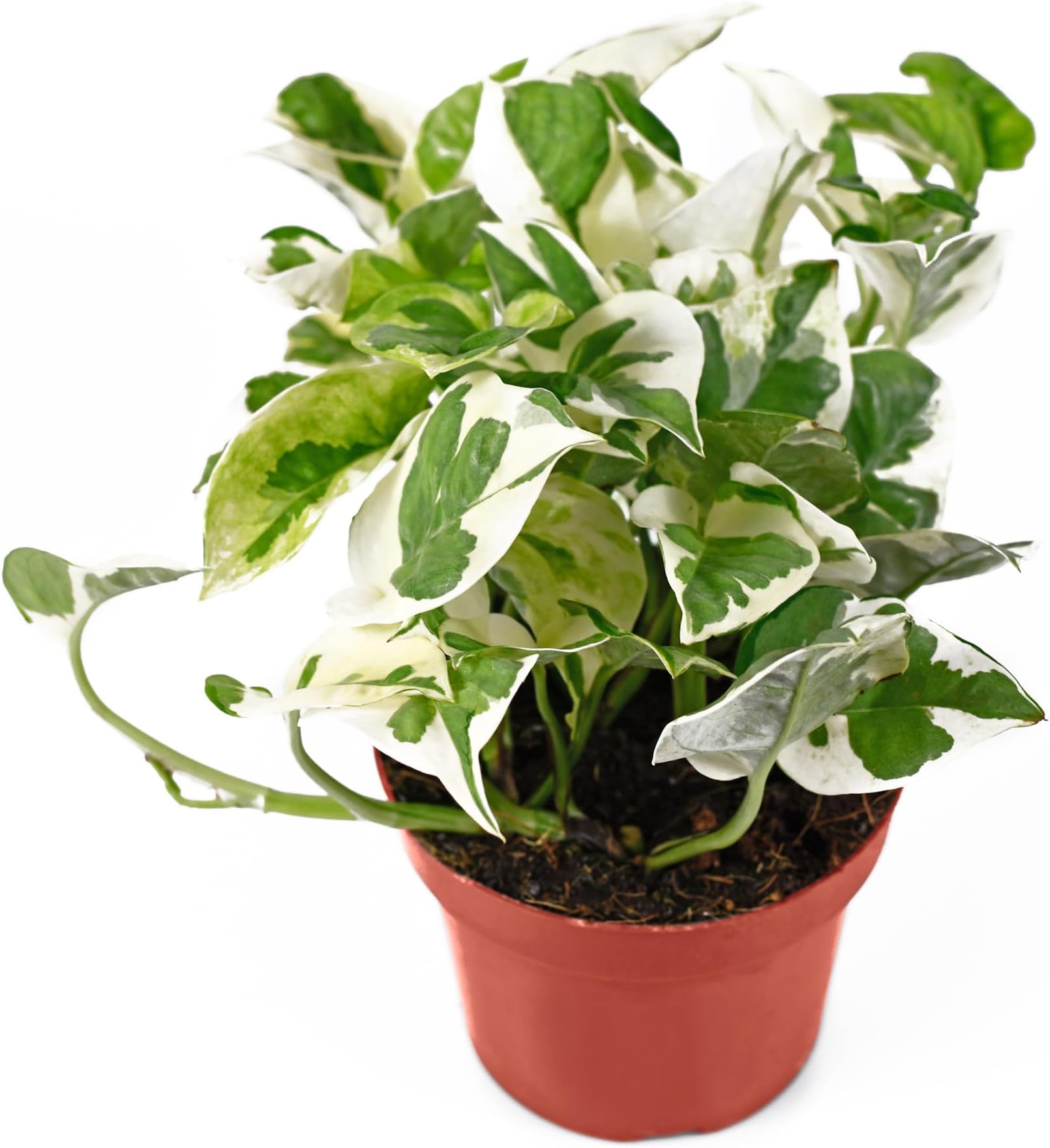 Amazon.com : California Tropicals Pothos 'N Joy - 4" Live Plant ...