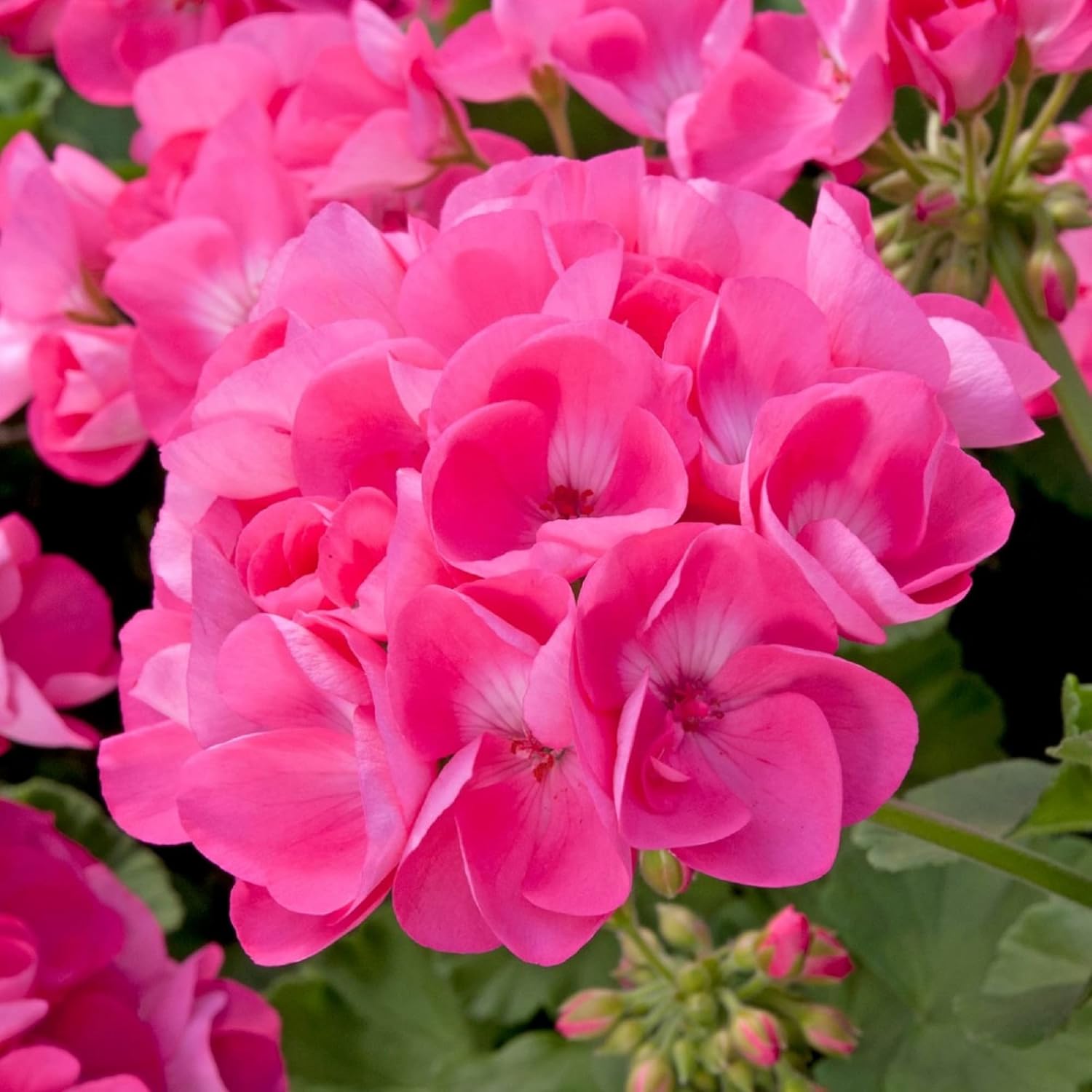 Amazon.com : CHUXAY GARDEN Pink Geranium Seed 100 Seeds Lovely Pink ...