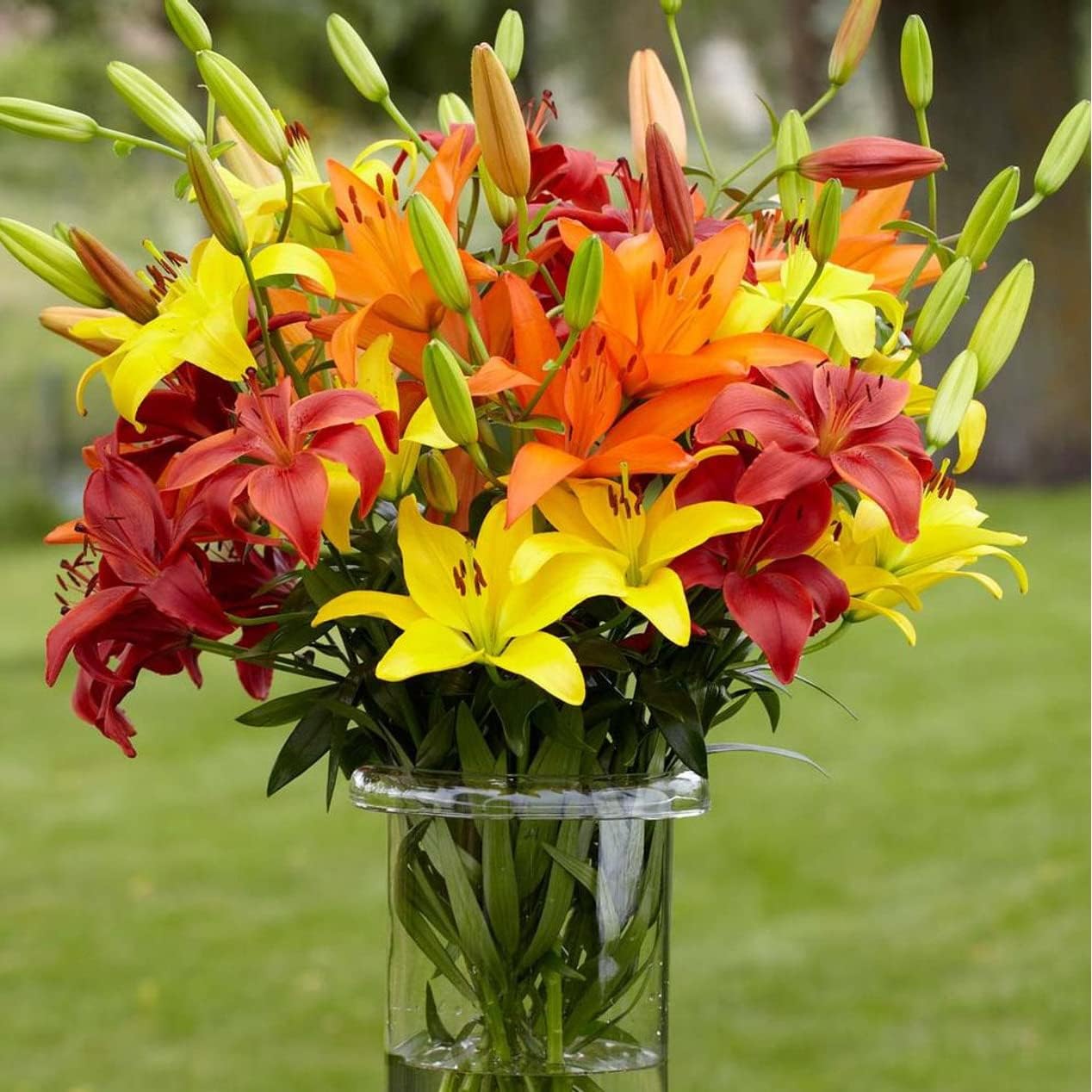 Amazon.com : Votaniki Lily Asiatic Sunset Mix Bulbs - Vibrant Colors ...