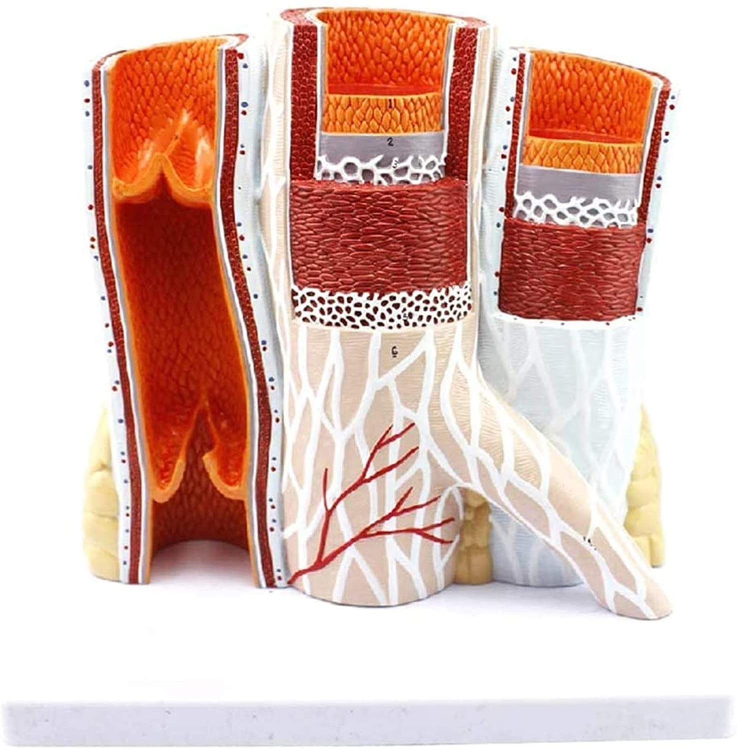 Buy Human Skeleton Anatomy Model, Arterial Vein Structure Anatomical ...