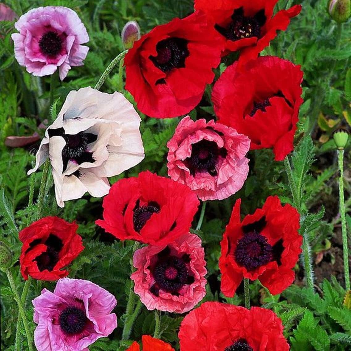 Amazon.com : FUN AND GROW SEEDS: Seeds Oriental Poppy Mix Perennial ...