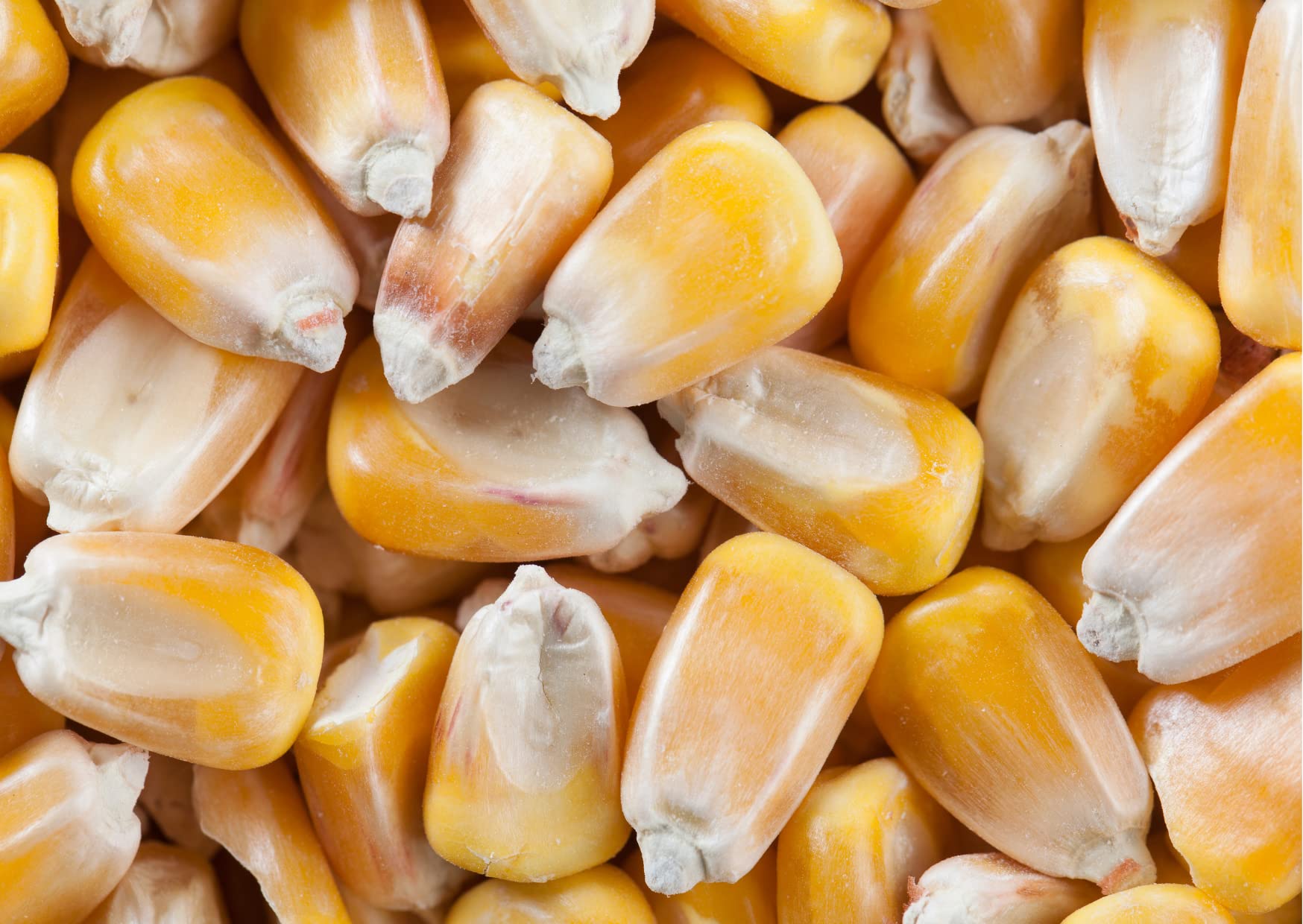 Corn Seeds For Planting