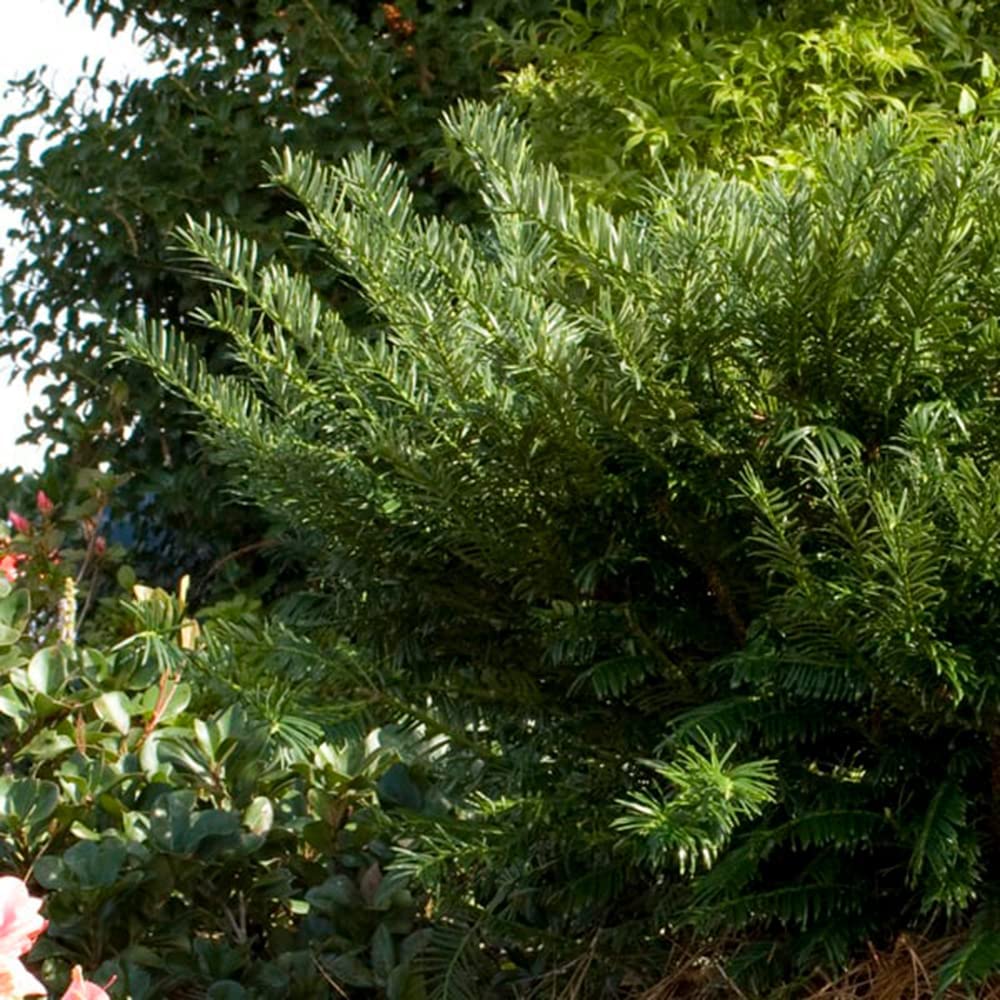 Cephalotaxus Harringtonia Hedgehog Cephalotaxus Harringtonia