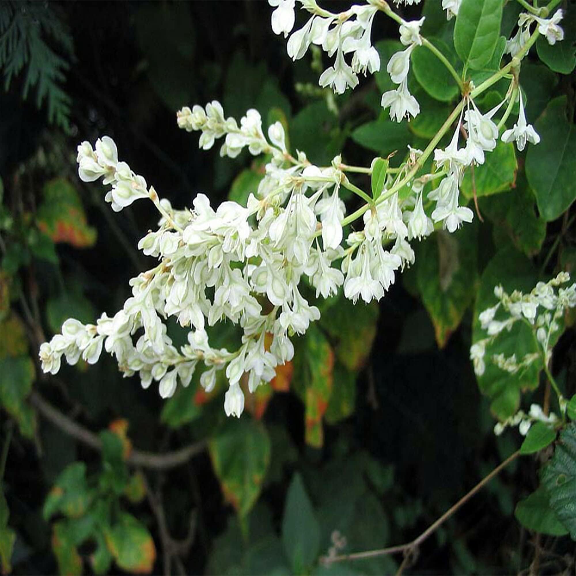 Amazon.com : White Silver Lace Vine Fleece Polygonum Aubertii ...