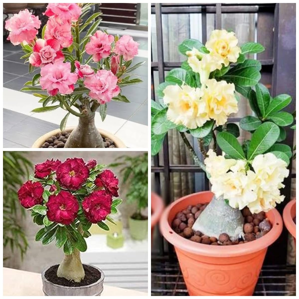 Adenium live plant/adenium flower plant/adenium multicolor flower plant ...