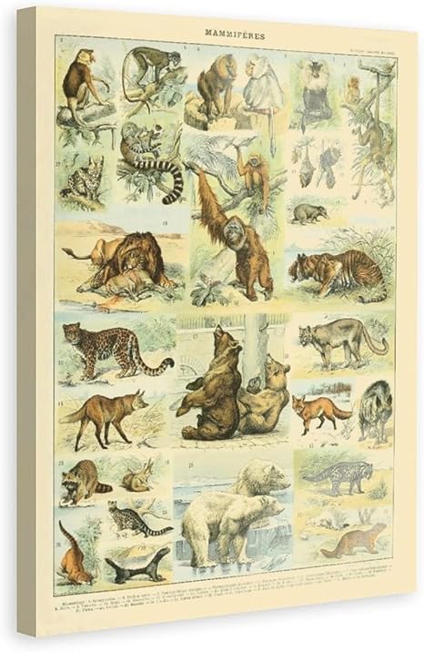 Amazon.com: Vintage Wildlife Poster Wilderness Primates Cheetah Lion ...