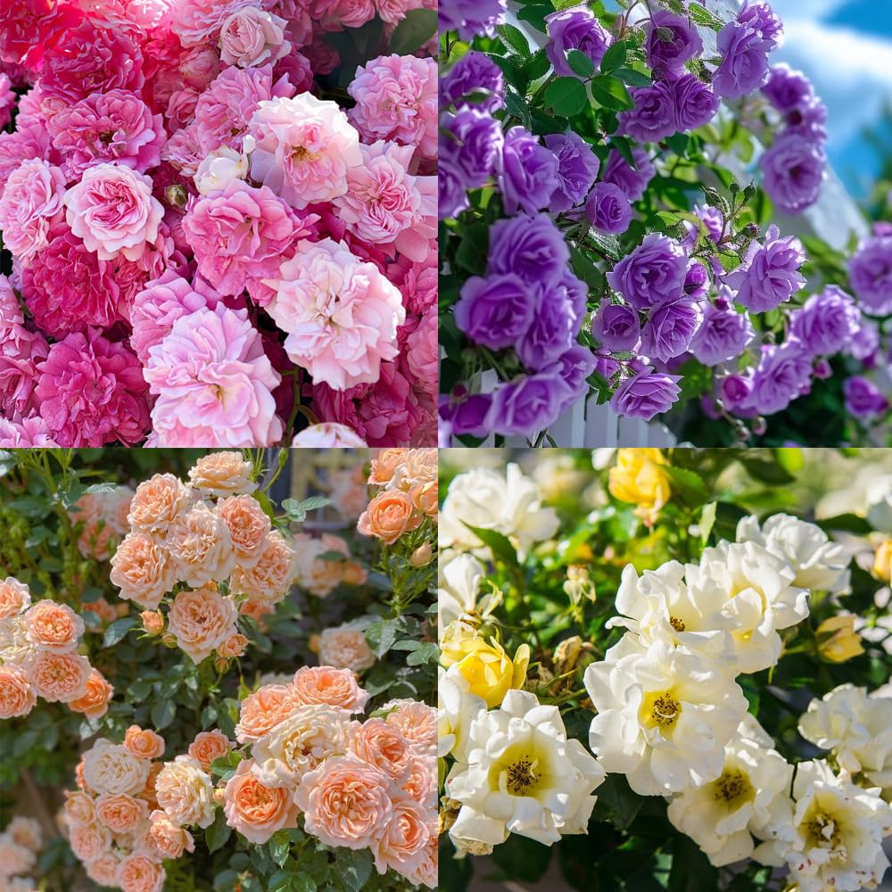 Amazon.com : 150+ Mix Climbing Rose Seeds for Planting Outdoors ...