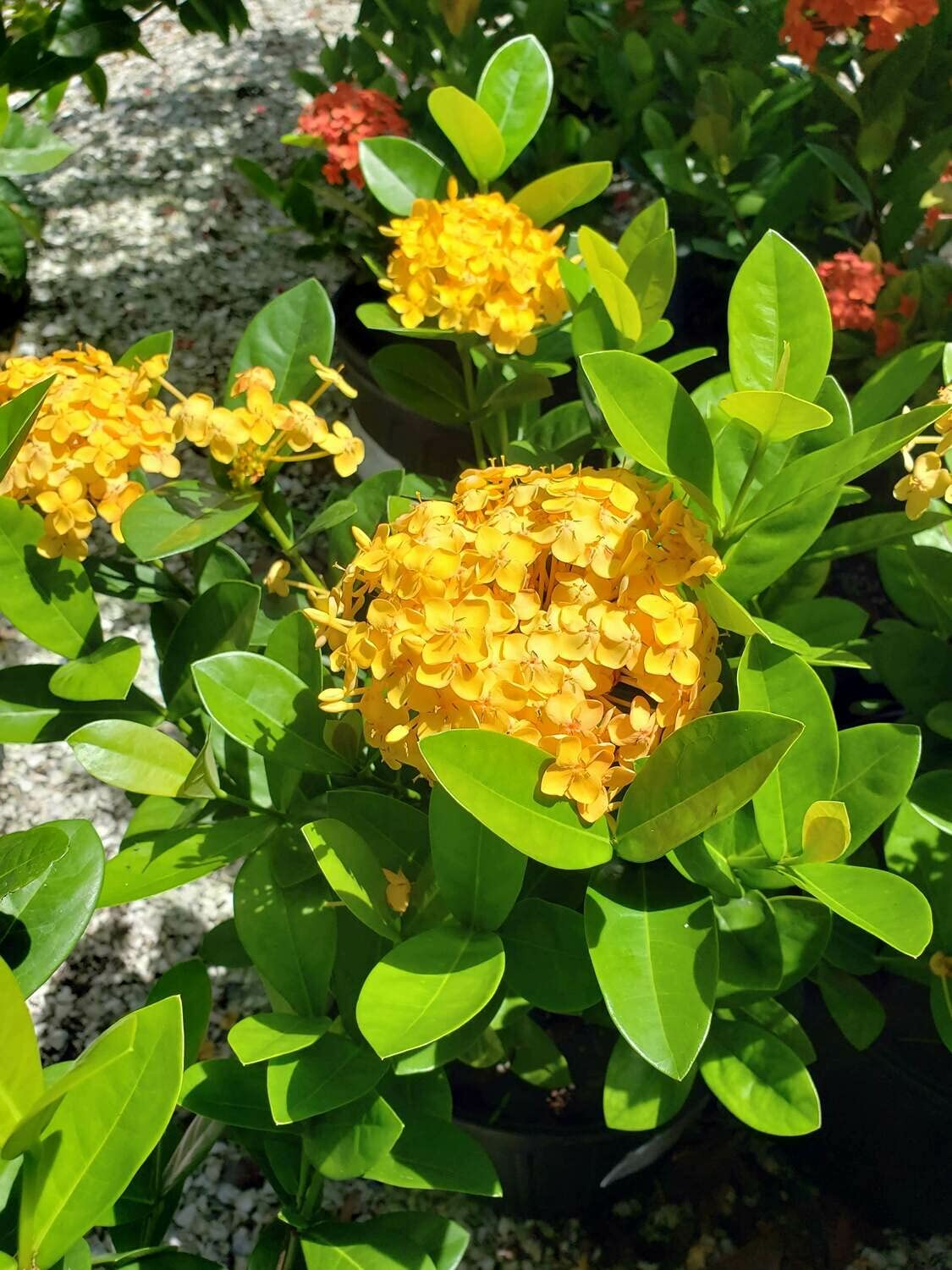 Yellow Ixora Plant