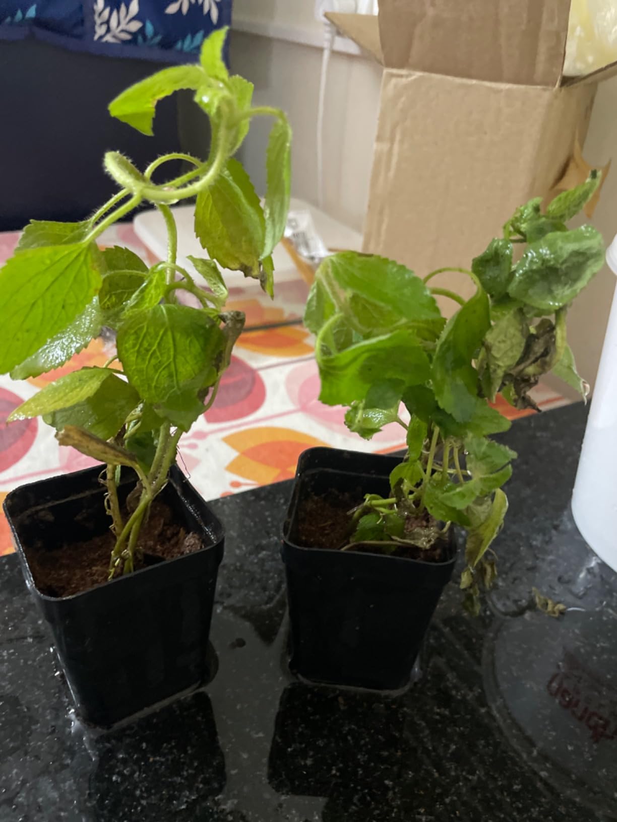 Gachwala Sahadevi Live Plant