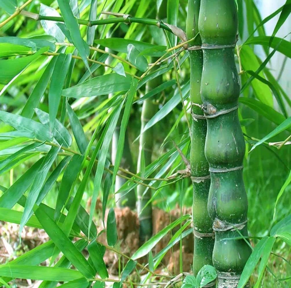 Amazon.com : 100+ Bamboo Seeds for Planting | Fast Growing | Privacy ...