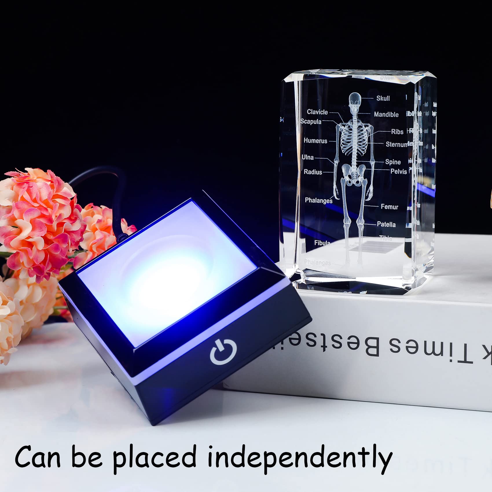 Snapklik.com : Movdyka 3D Human Skeleton Anatomy Model Doctor ...