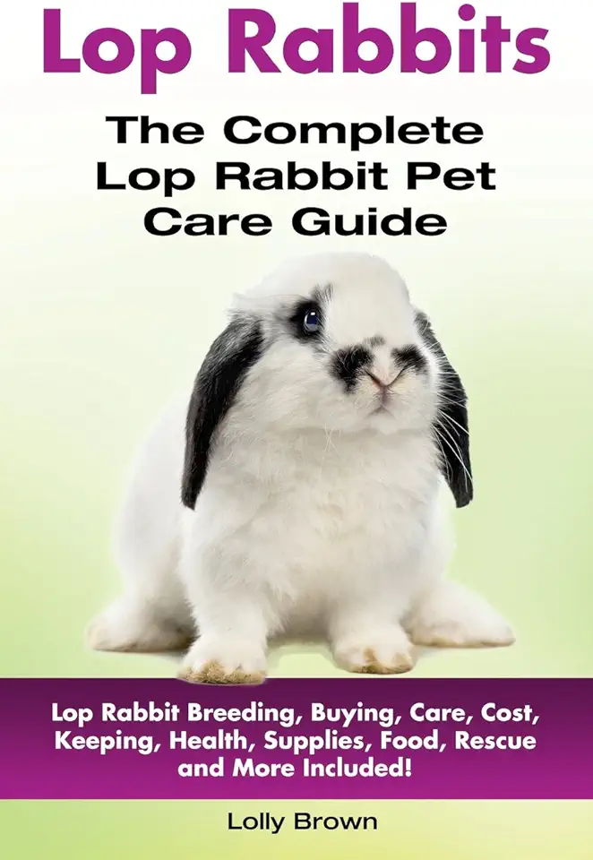 The Price Of Keeping A Rabbit: A Monthly Cost Breakdown | PetShun