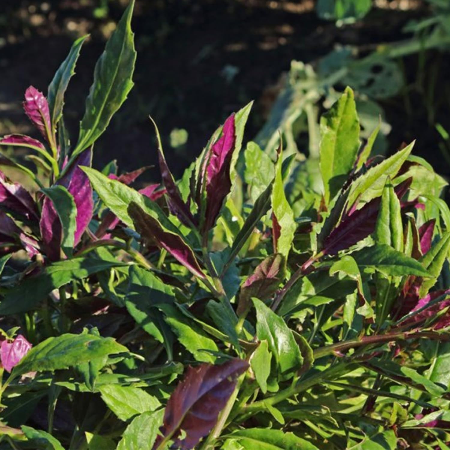 Amazon.com : 2 Okinawa Spinach Plants, Vegetable Plants Live Outdoor ...