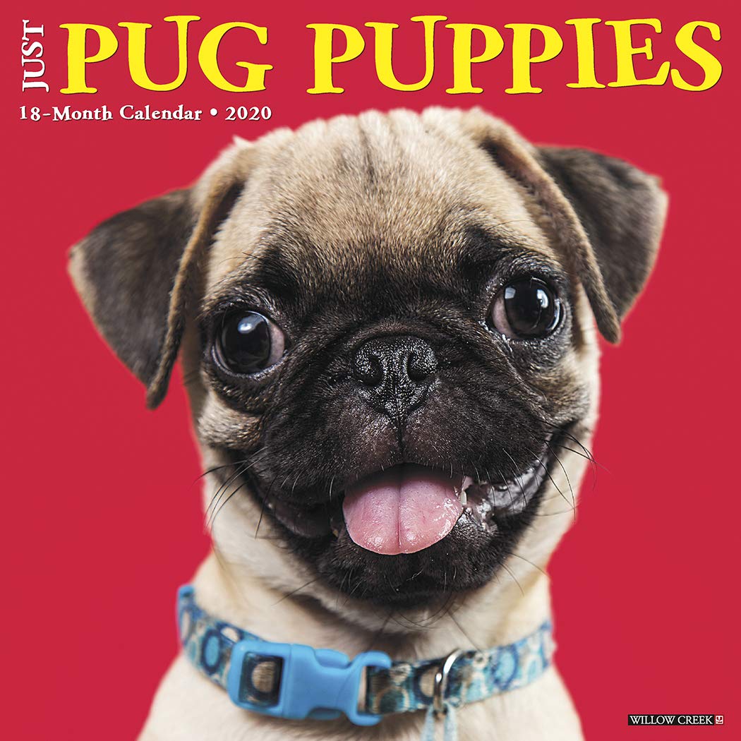 Just Pug Puppies 2020 Wall Calendar (Dog Breed Calendar): Willow Creek ...
