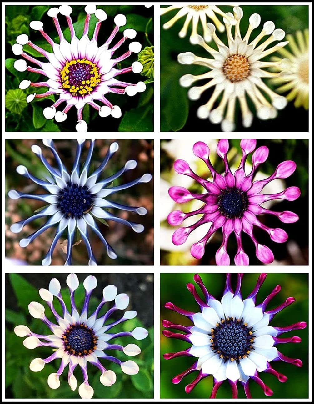 Amazon.com : African Daisy Rare Purple Daisy Flower Seed for Planting ...