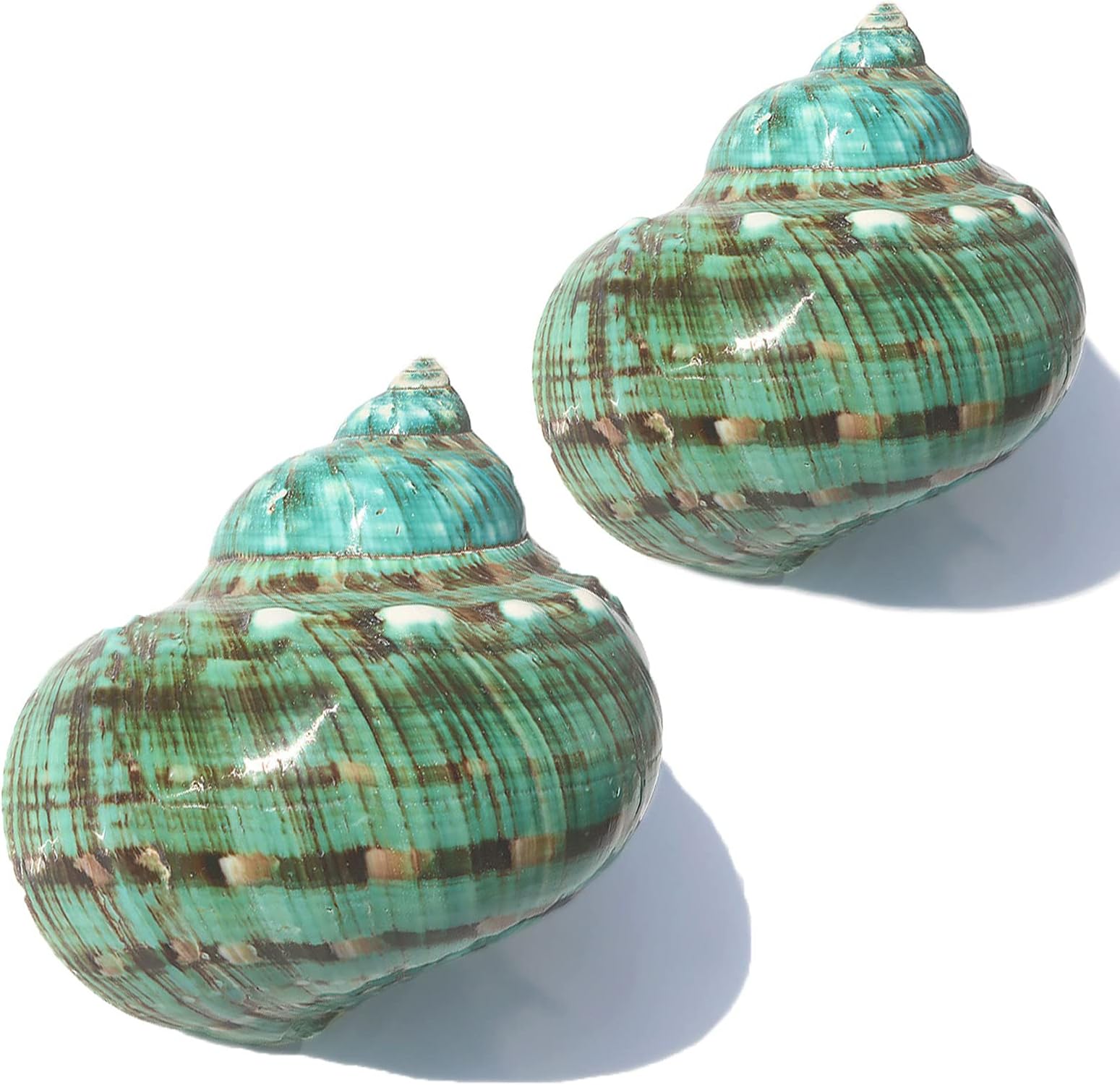 Amazon.com: PEPPERLONELY 1 PC Polished Green Jade Turbo Sea Shell ...
