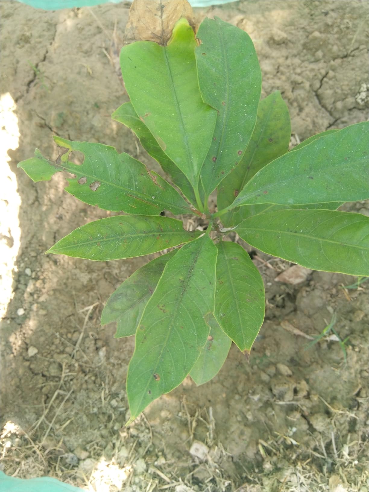 Nutmeg/Jaifal Myristica/Javitri/Jaiphal Spice Fruit (Air Layered) Live ...