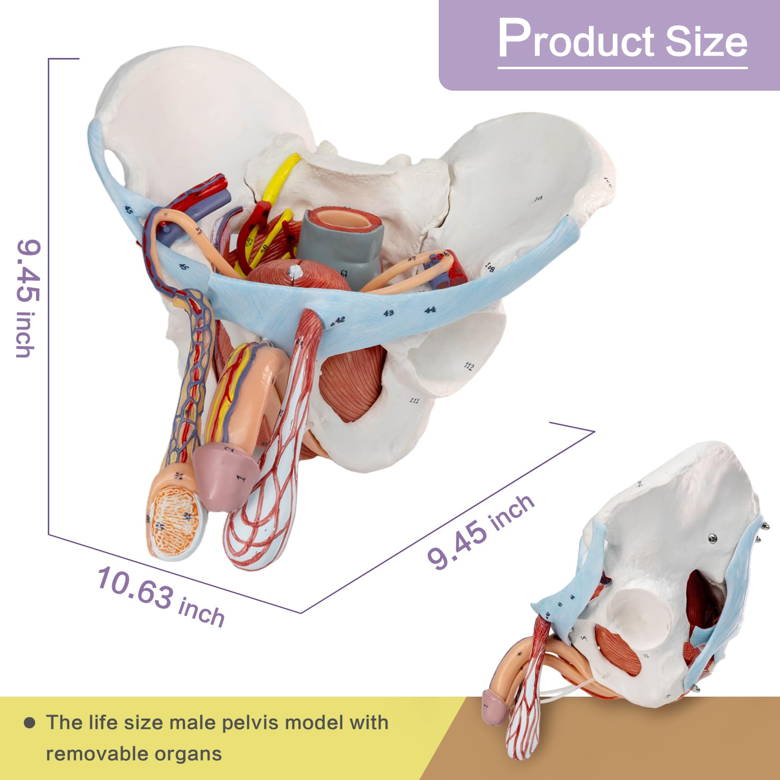 Pelvic Model Anatomy Female Male Reproductive System Diagram Model The ...