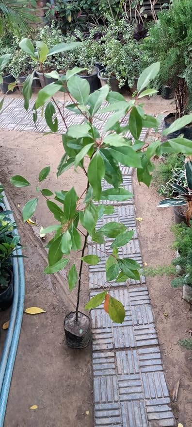 MAAN ORGANIC FARMS Kapur (Cinnamomum Camphora) plant 2-3 ft (pack of 1 ...