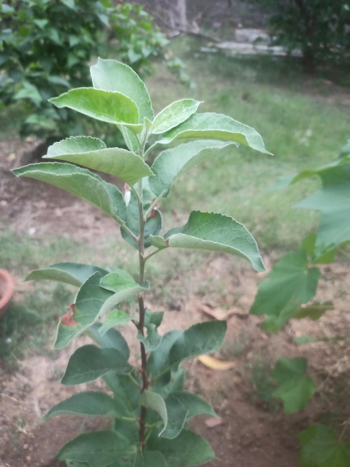 Super Dwarf Anna Apple Tree & Plant Grafted Healthy Live Plant, Pack of ...