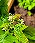 Amazon.com : 1 Dorman Red - Raspberry Plant - Everbearing - Organic ...