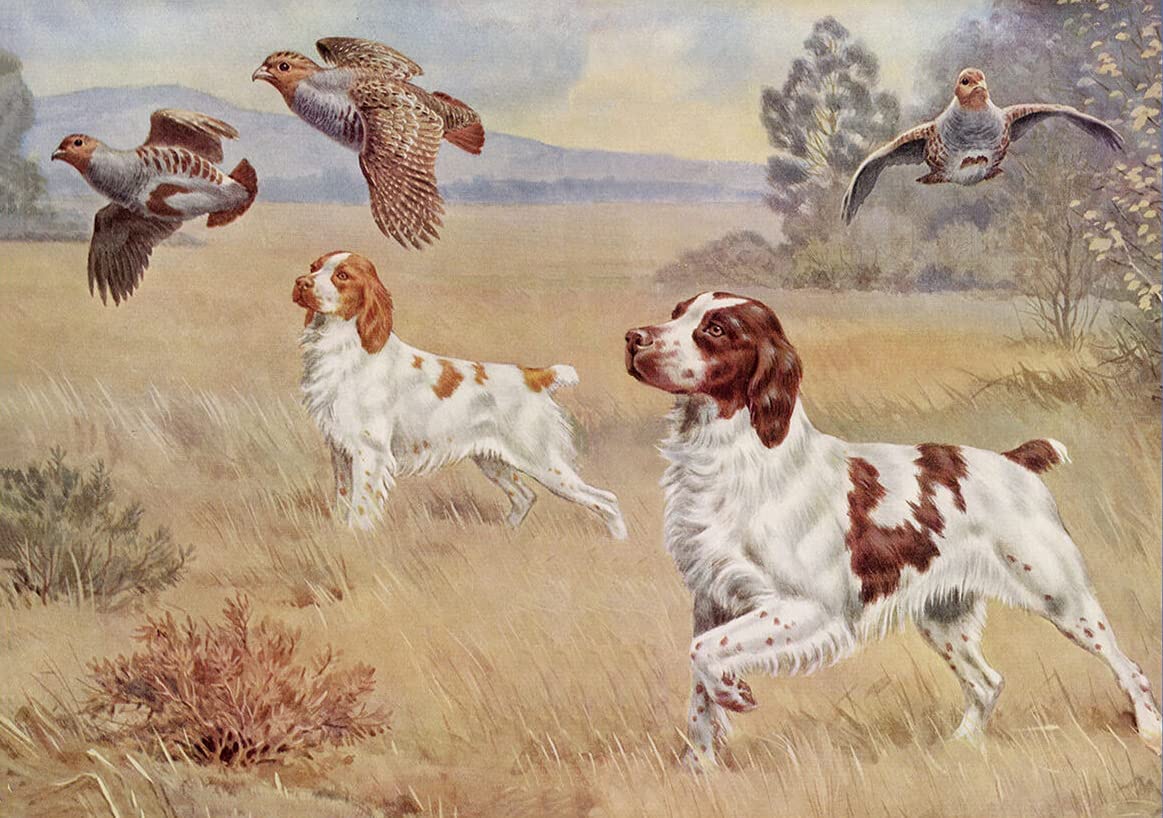 Amazon.com: Puzzles for Adult 1000 Piece Jigsaw Puzzle Brittany Spaniel ...