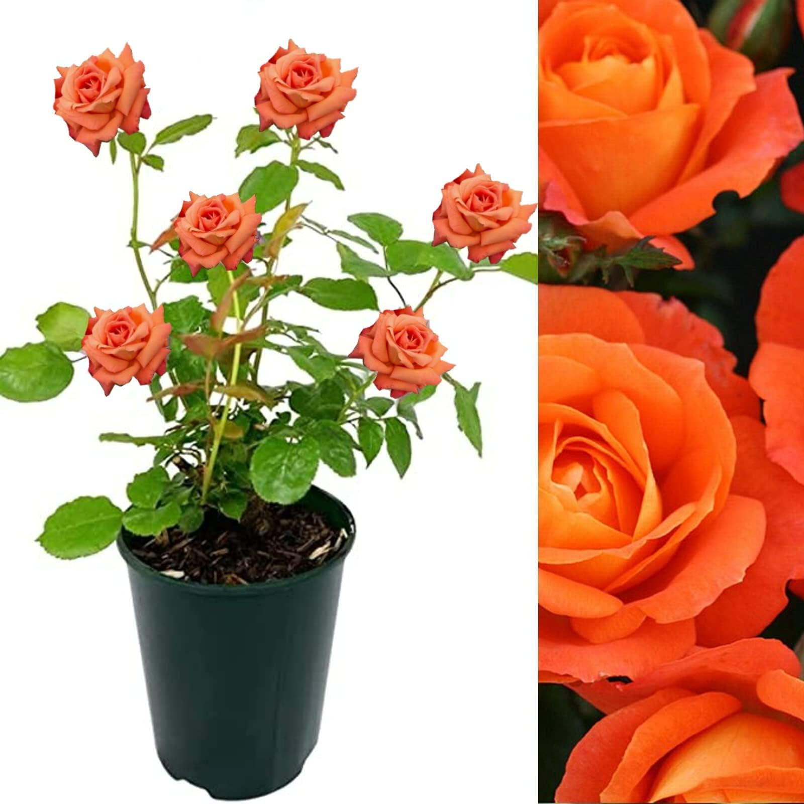 Twice in A Blue Moon - 5.5lt Potted Hybrid Tea Garden Rose Bush ...