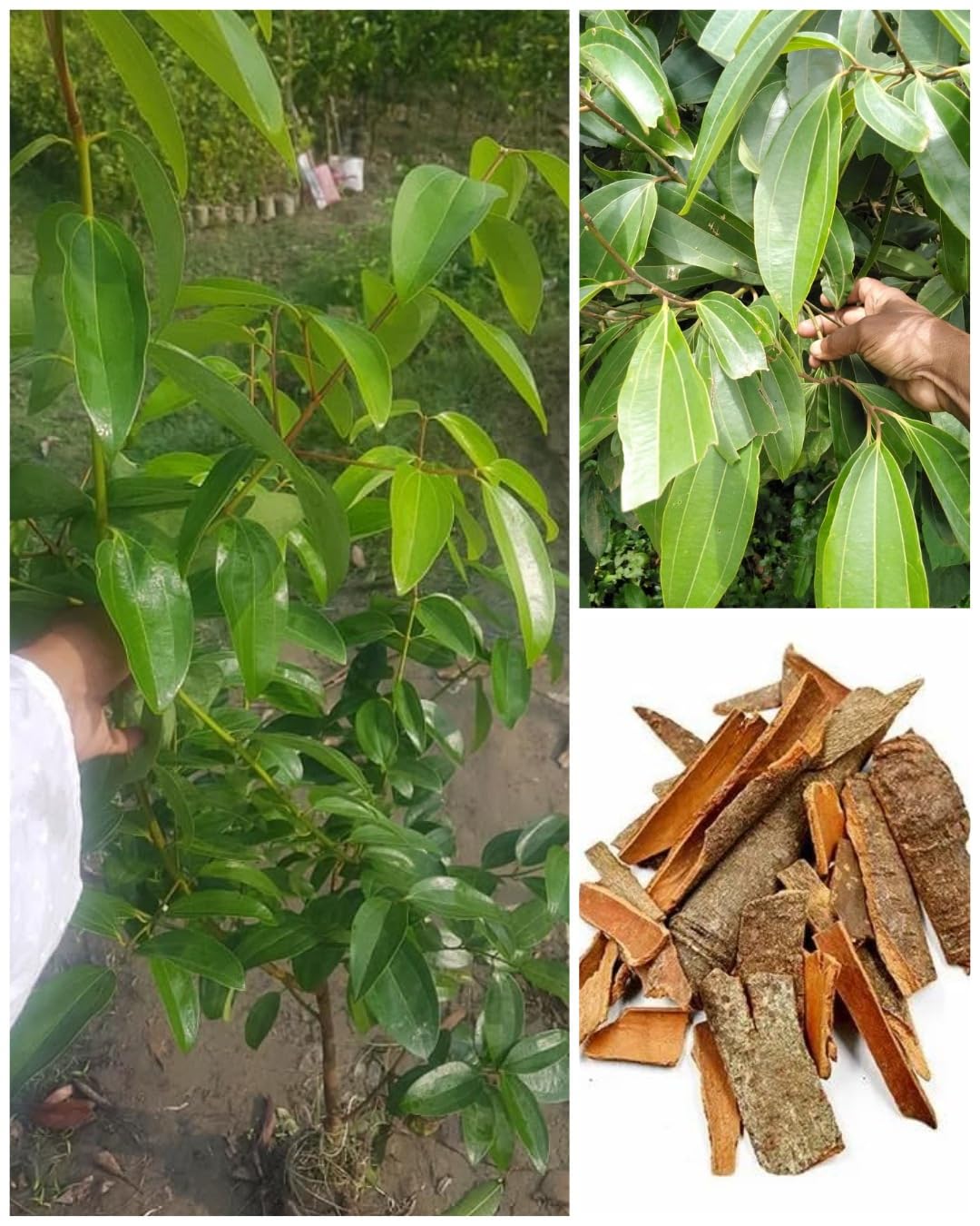 Native Earth Dwarf Dalchini Plant - True Cinnamon Tree, 1 Healthy ...