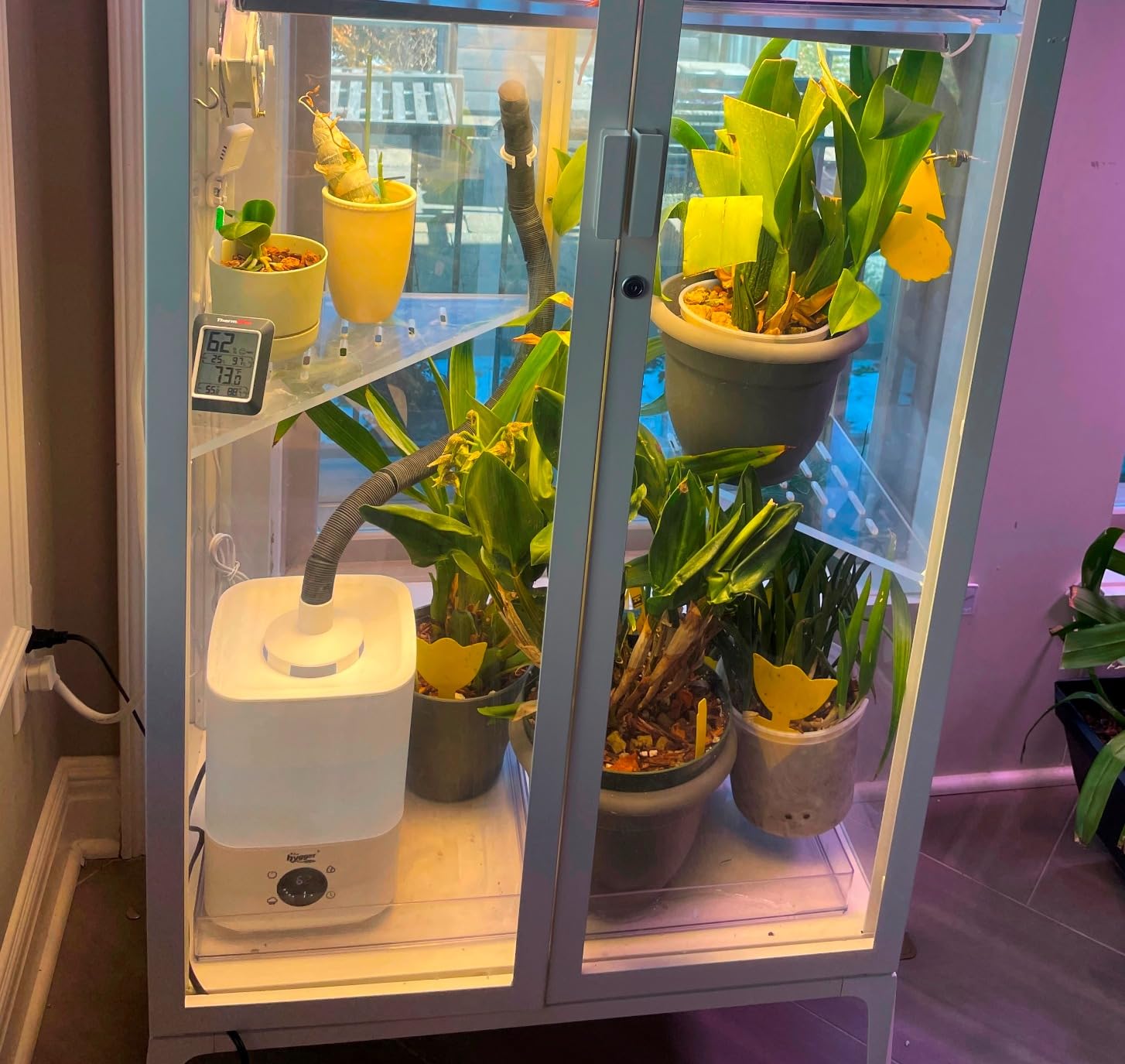 Amazon.com: hygger Reptile Humidifier with 2 in-1 Hygrometer ...